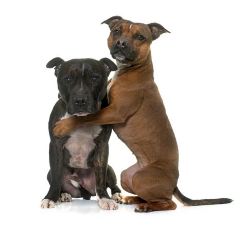 What are Breed Clubs? | DBRG - Dog Breeding Reform Group
