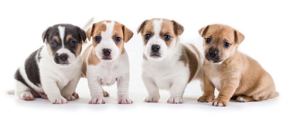 What are Breed Clubs? | DBRG - Dog Breeding Reform Group